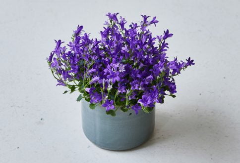 Shadow Making Service